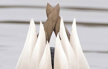 A graceful gadwall at Magnuson Park submerges in especially fine ...