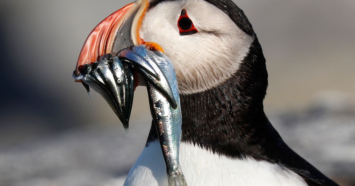 Puffin stuff: Herring rules could boost funny-looking bird | The ...
