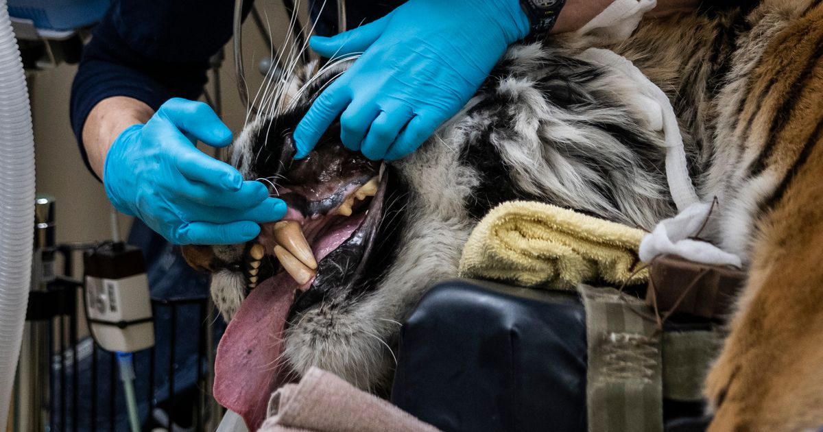 Tiger that undewent rare hip replacement surgery has setback | The ...