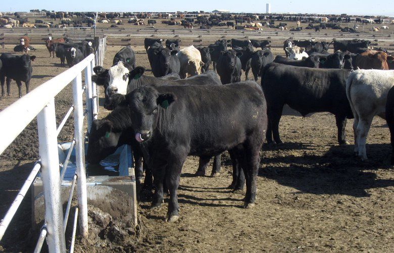 Thomas Clouse | The Seattle Times