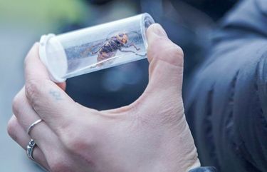 Discovery+ documentary ‘Attack of the Murder Hornets’ chronicles the ...