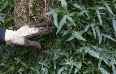 Armed with shears as weapons, volunteers battle invasive plants in a ...