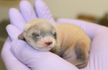Meet Elizabeth Ann, the first cloned black-footed ferret | The Seattle ...