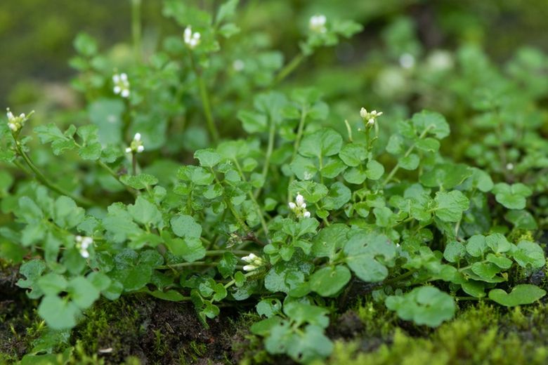 Common Garden Weeds Pacific Northwest | Fasci Garden