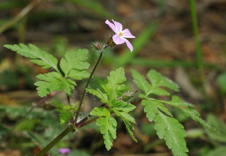 Common Northwest Weeds Algae, Lichens, And Mosses On Plants | Pacific