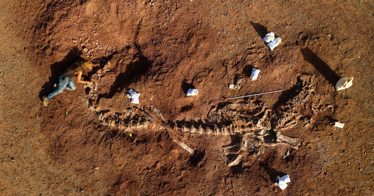 The pandemic has left a huge cache of dinosaur bones stuck in the ...