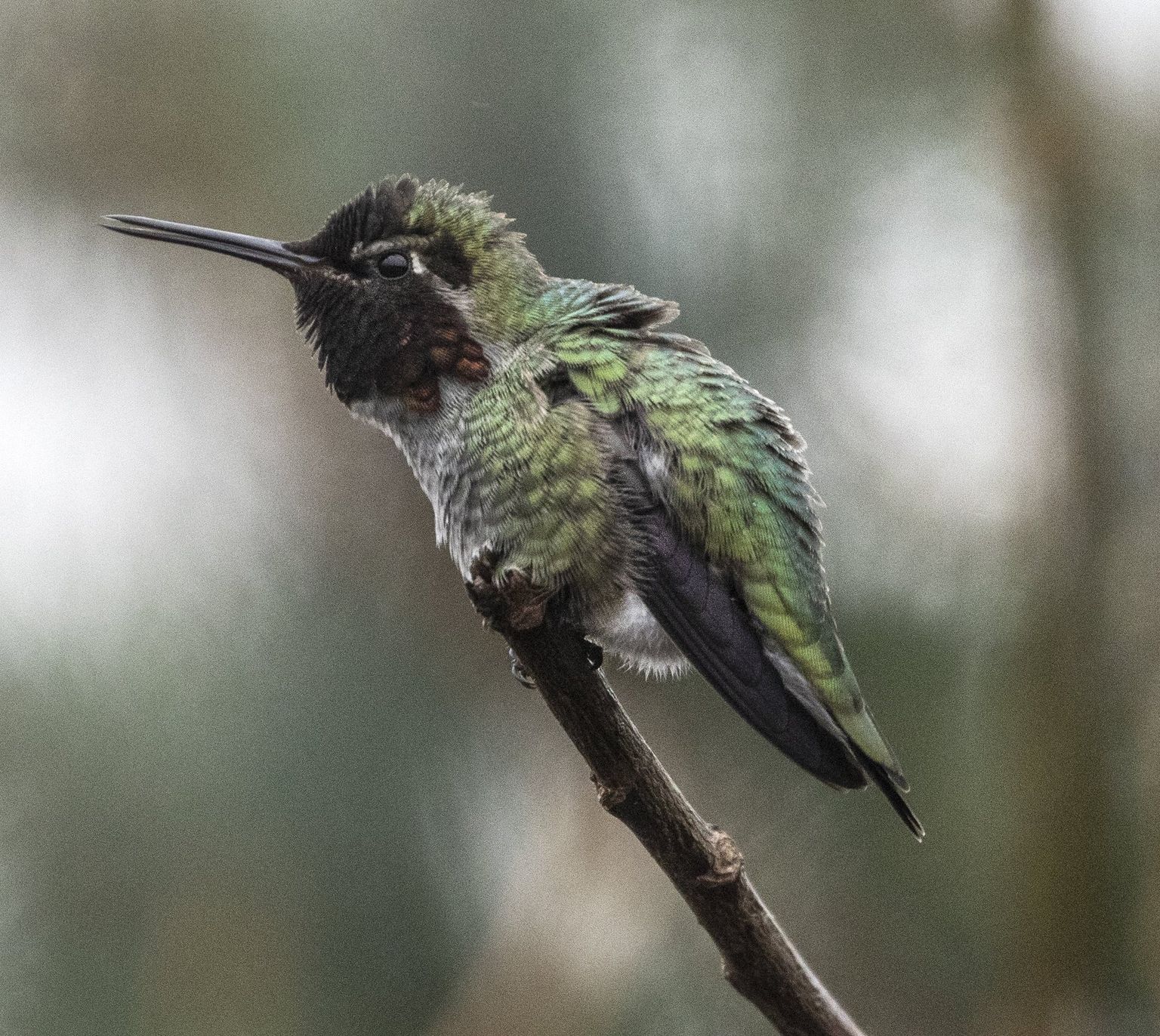 9 common Seattle backyard birds to listen for in the spring | The ...