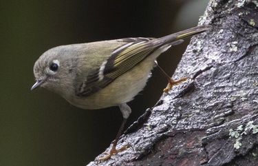 A quick guide to the birds you’re hearing now in Seattle area | The ...