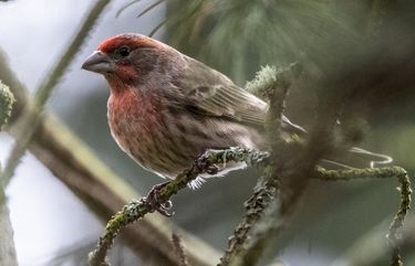 9 common Seattle backyard birds to listen for in the spring | The ...