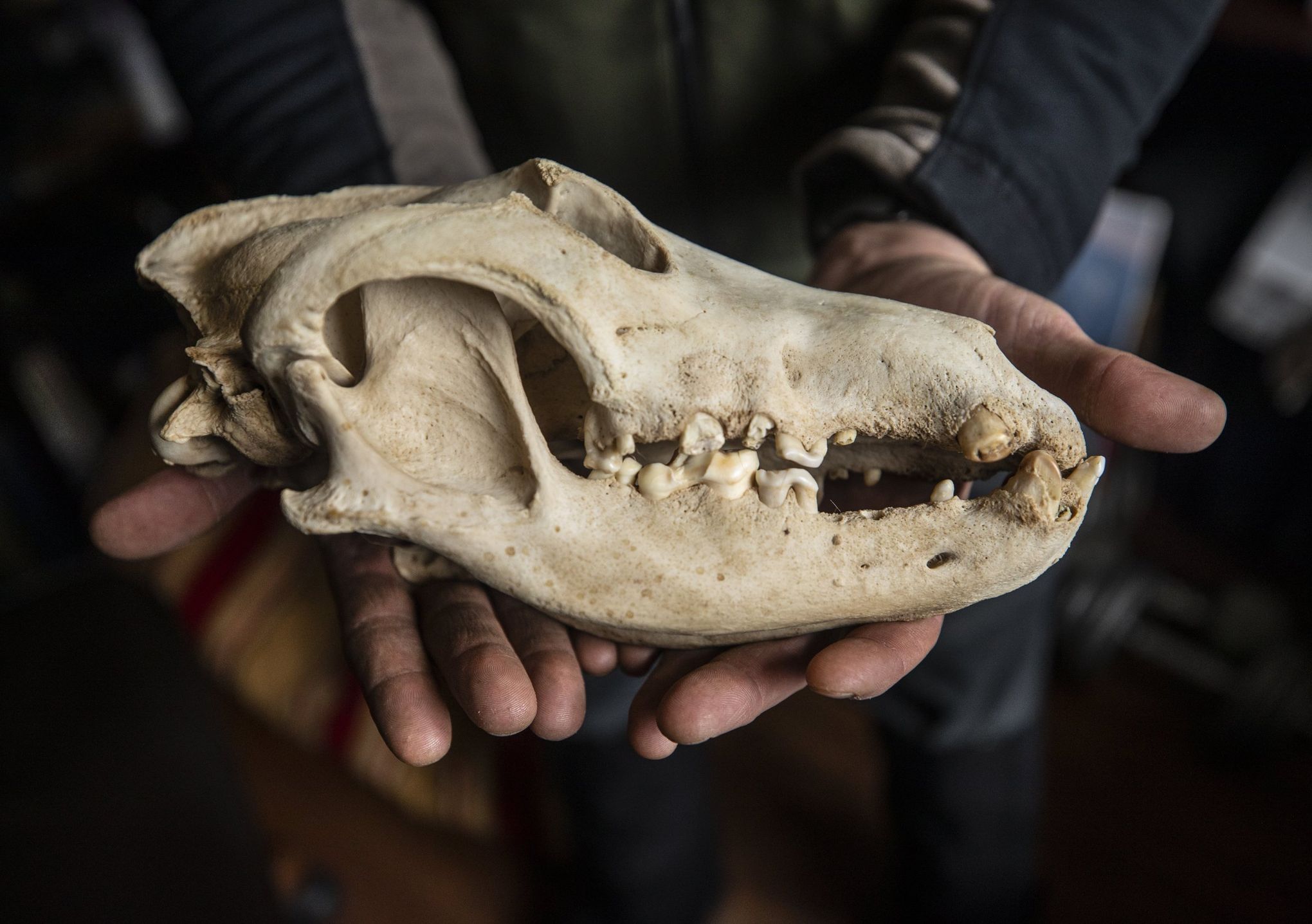 All about wolves: Where they come from, how long they live and more ...