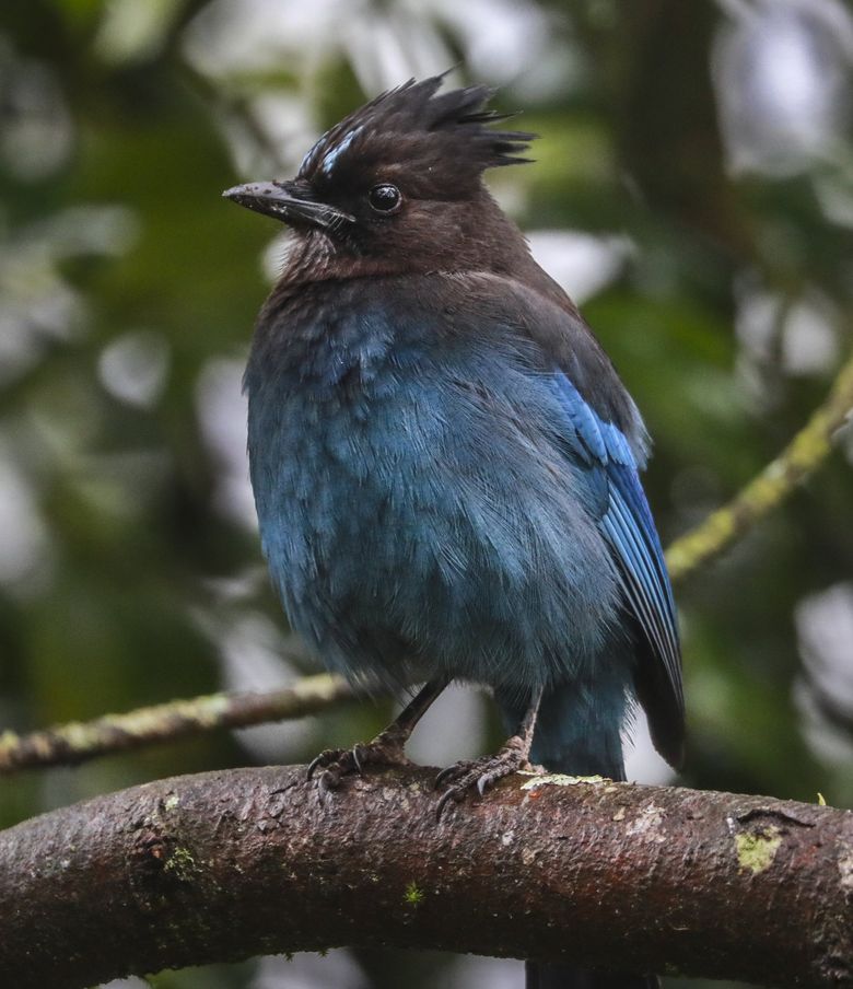 Hobo Bird Seattle