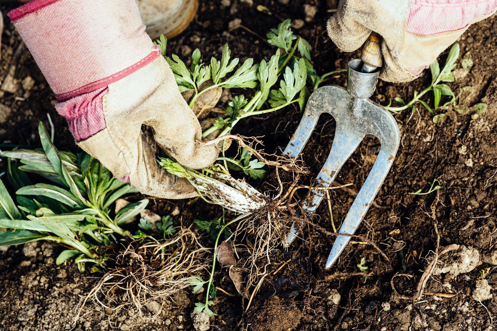 Time to dig in How to help plants thrive in spring the garden s most exciting and perilous season The Seattle Times