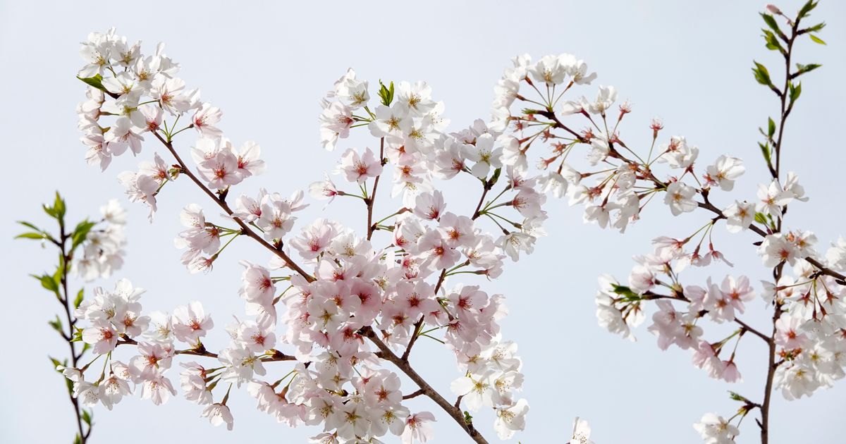 Monday marks the first day of meteorological spring. Here’s what that ...