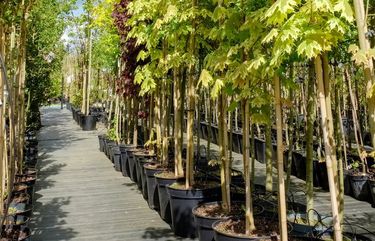 Tips for planting the right tree for your landscape from Trees for ...