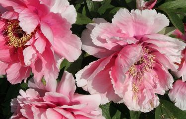 Gardening tips for growing dazzling tree peonies — plus where to see ...