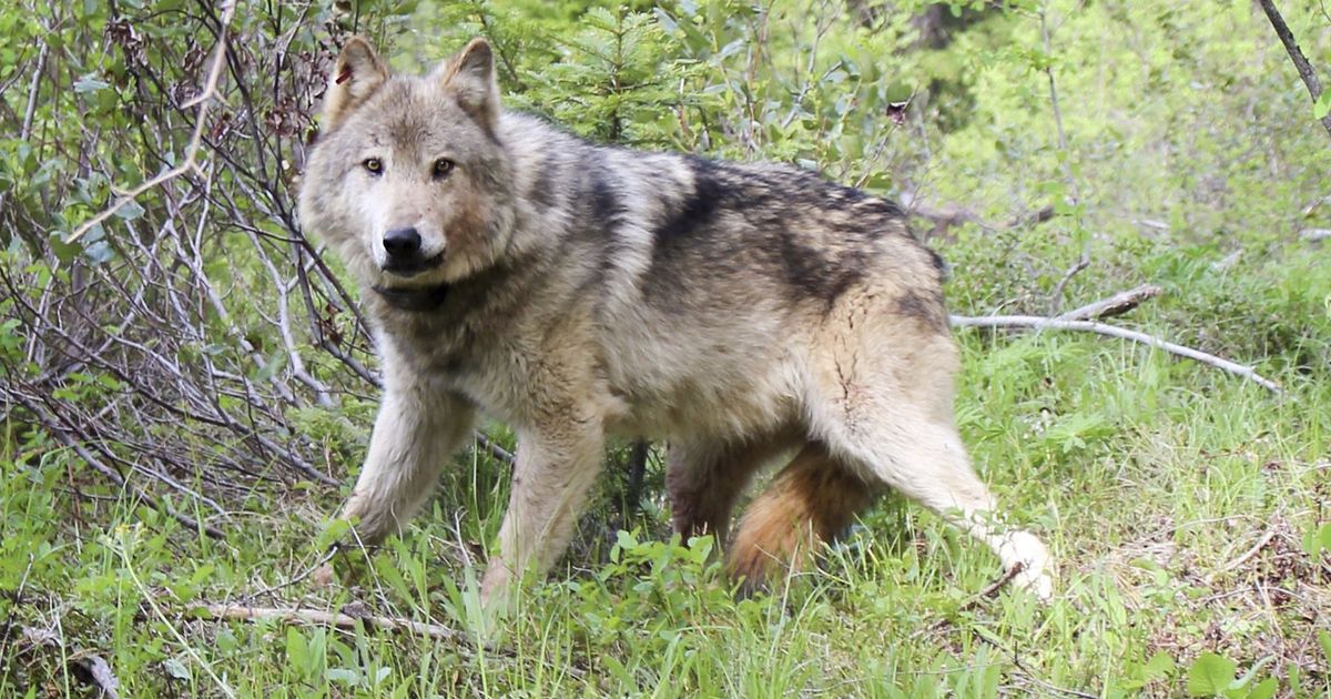 Report: Washington wolf population continued to grow in 2020 | The ...