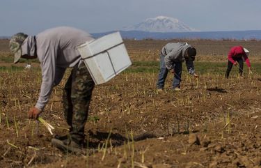 Overtime bill for Washington agricultural workers marks a historic ...