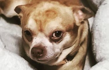 Prancer, the ‘demonic Chihuahua,’ finds a home | The Seattle Times