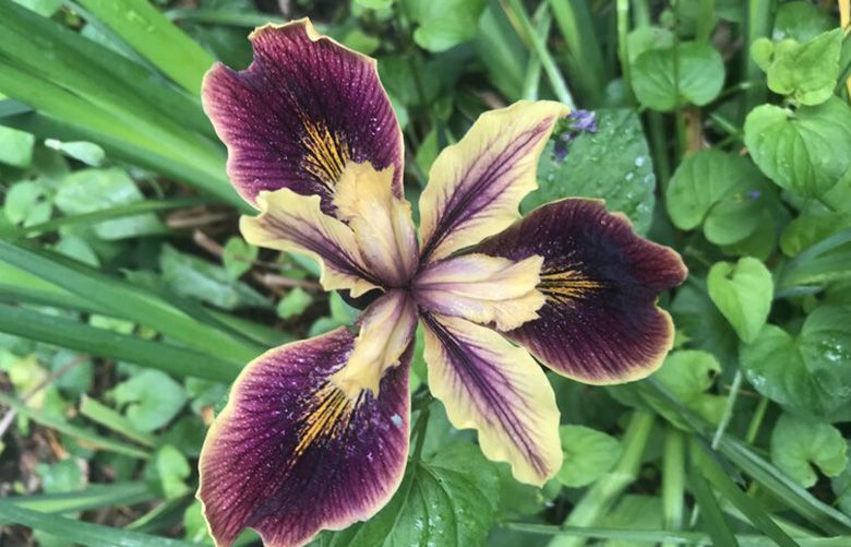 Why — and how — you should welcome the tough Pacific Coast Hybrid ...