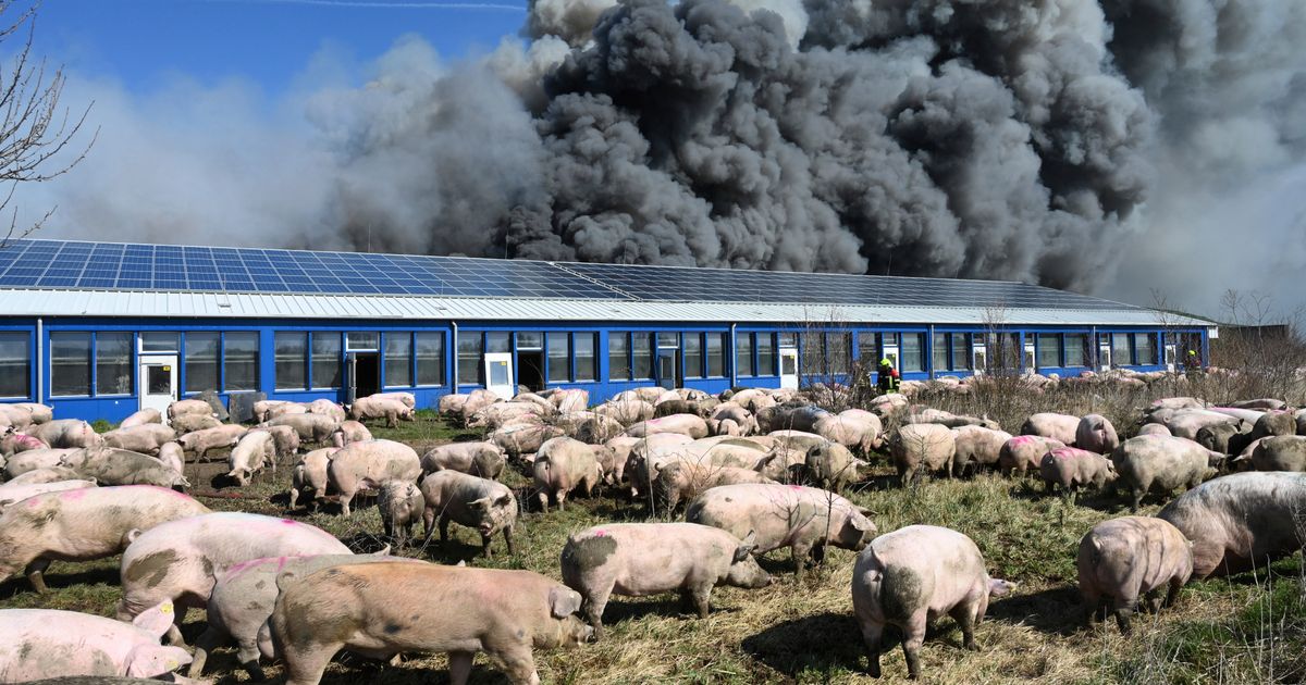 Over 55,000 animals believed dead in fire at German pig farm | The ...