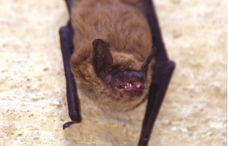 King County’s first rabies-positive bat of 2021 confirmed | The Seattle ...