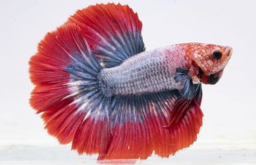 The 1,000-Year Secret That Made Betta Fish Beautiful | The Seattle Times
