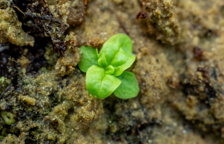 Cara Giaimo | The Seattle Times