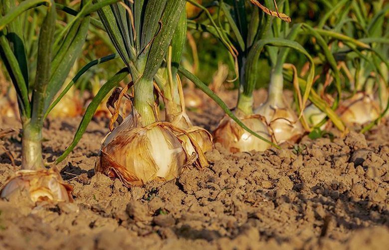 Meet Washington’s sexiest vegetable: The Walla Walla Sweet Onion | The ...