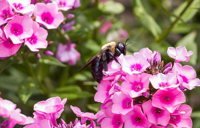 Targeted plants can help support native bee populations | The Seattle Times