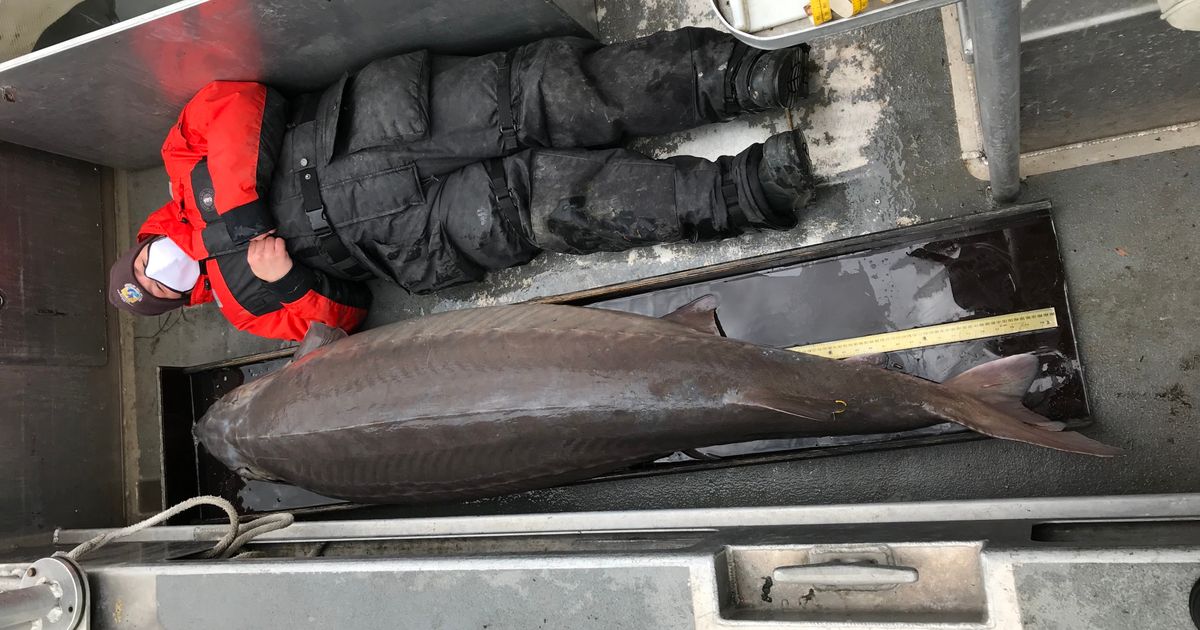 Biologists reel in a 240-pound fish from the Detroit River that likely ...