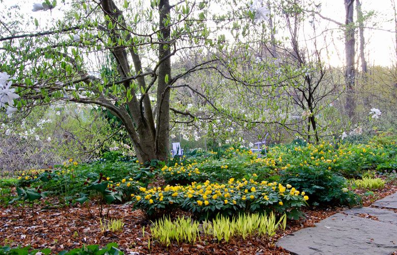 How to shop strategically for the garden this spring | The Seattle Times