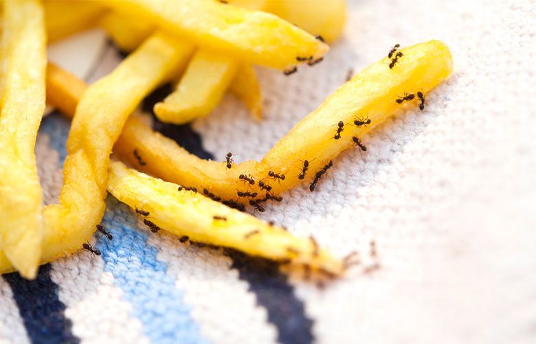 It’s outdoor entertaining season. Here’s how to keep the bugs at bay ...