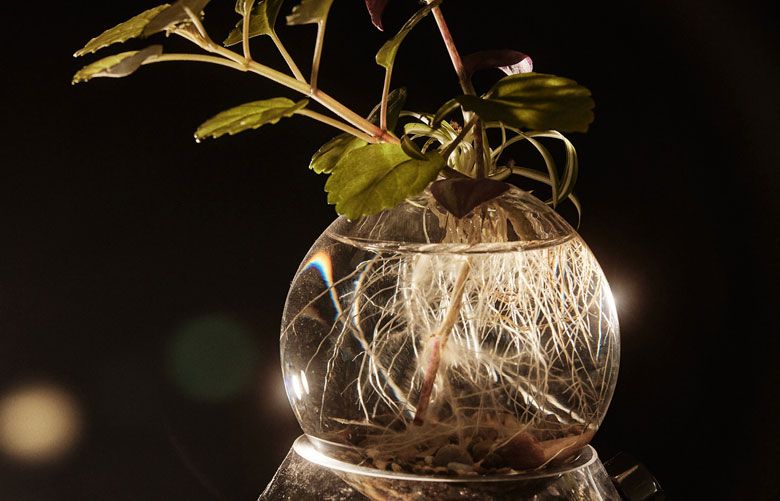 Bailey Berg | The Seattle Times