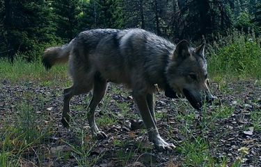Putting the wolf at the center of its own life story and powerful ...