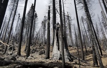 Study: California fire killed 10% of world’s giant sequoias | The ...