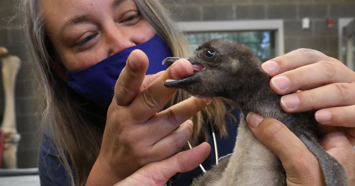 Nursing a young penguin back to health at Point Defiance Zoo & Aquarium ...