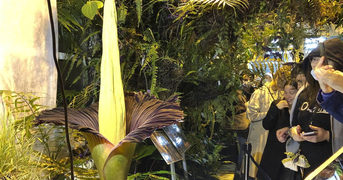 Endangered corpse flower blooms in Warsaw, drawing crowds | The Seattle ...