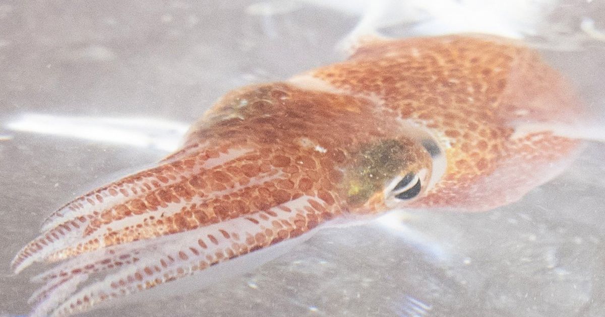 NASA sends squid from Hawaii into space for research | The Seattle Times
