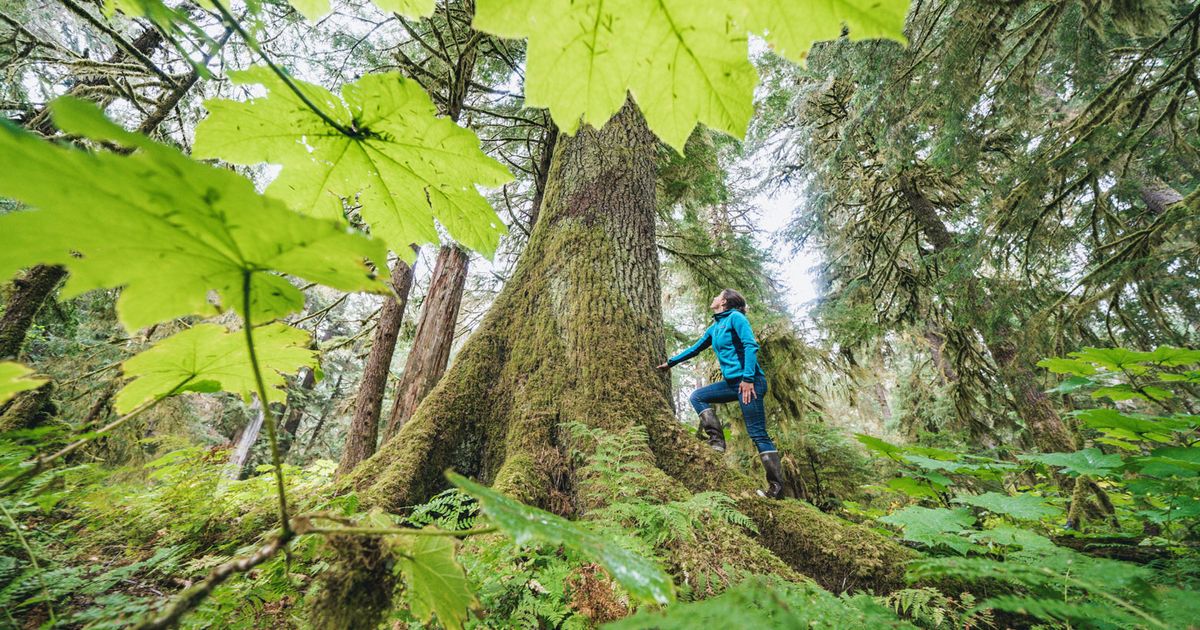 Name the Tongass rainforest a Forest Carbon Reserve to save it | The ...