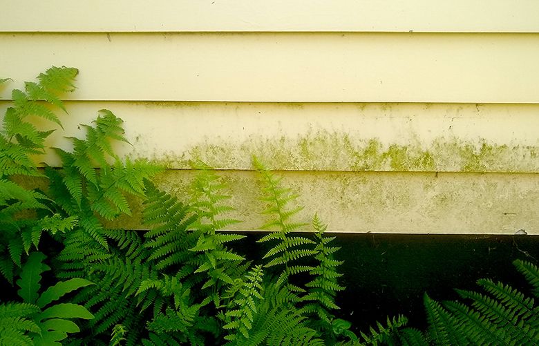 How to remove and prevent algae growth on siding, roofs and patios ...
