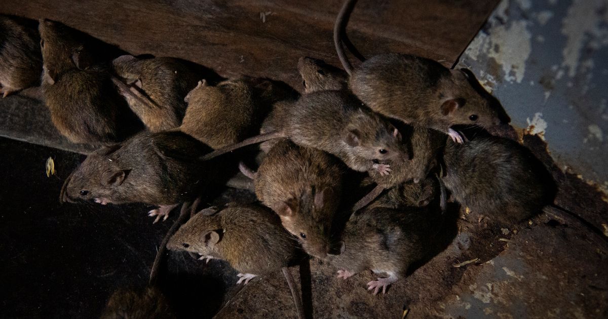 Australia’s runaway mouse plague forces mass evacuation from prison ...