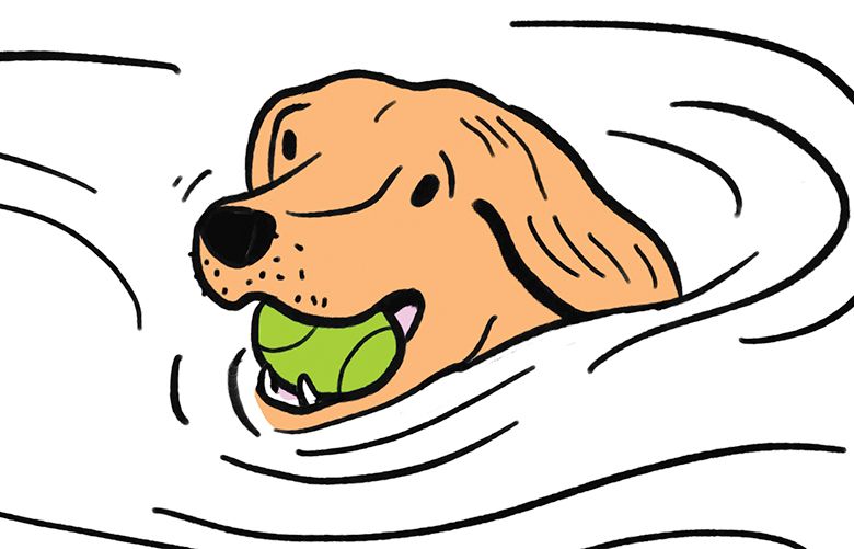 Rant & Rave: Golden retriever who swam to save a buddy’s ball is a ...
