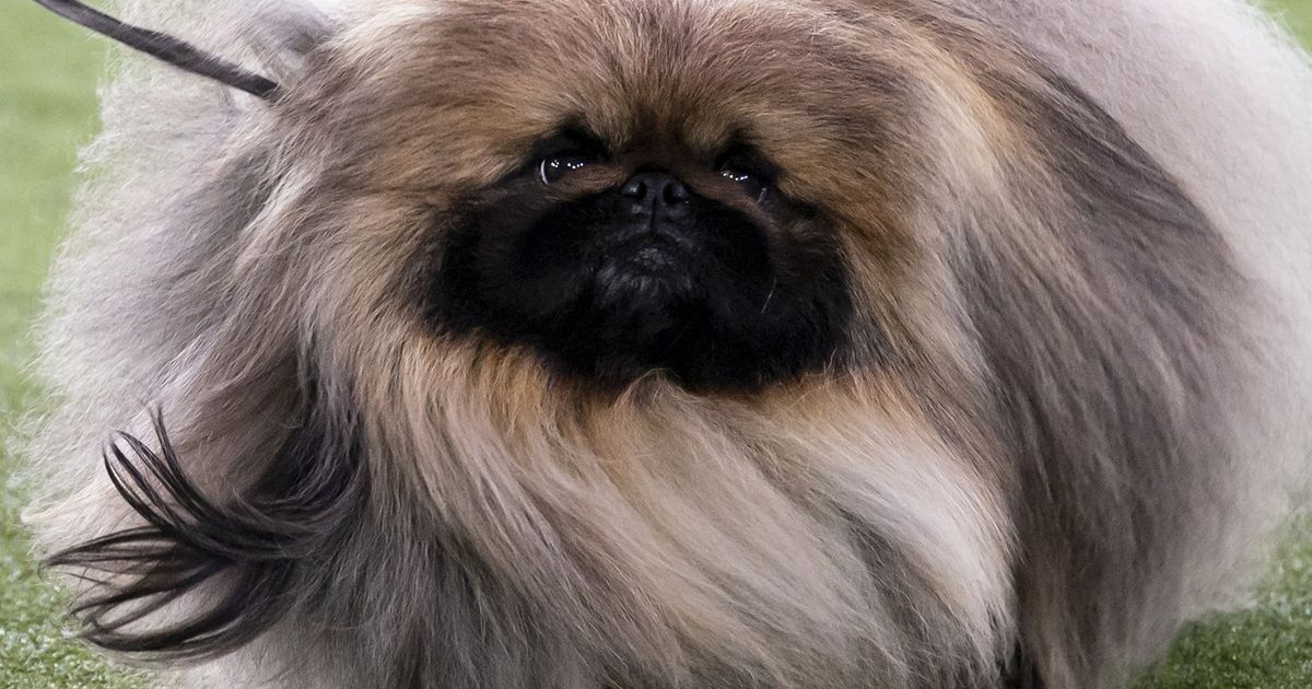Prime Peke! Wasabi the Pekingese wins Westminster dog show | The ...