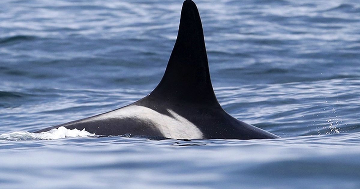 Record heat, drought threaten even the toughest survivors: L25, the ...