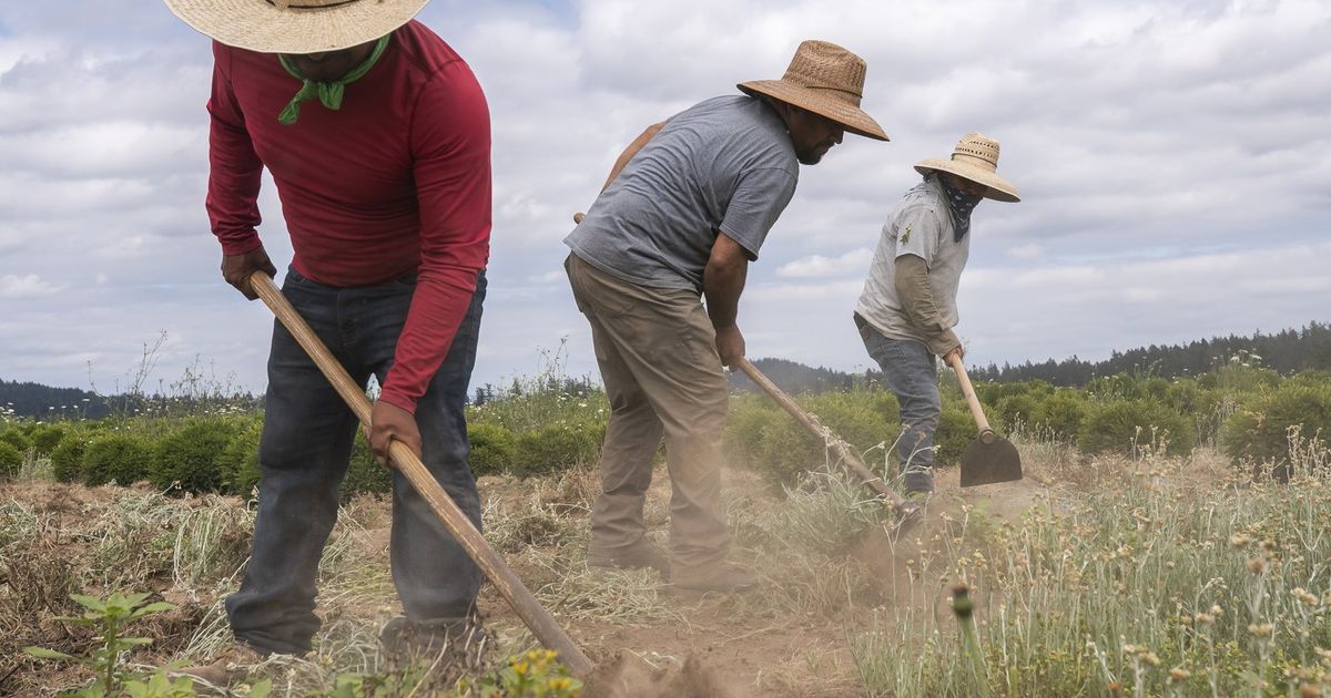 Oregon adopts most protective heat rules for workers in US | The ...