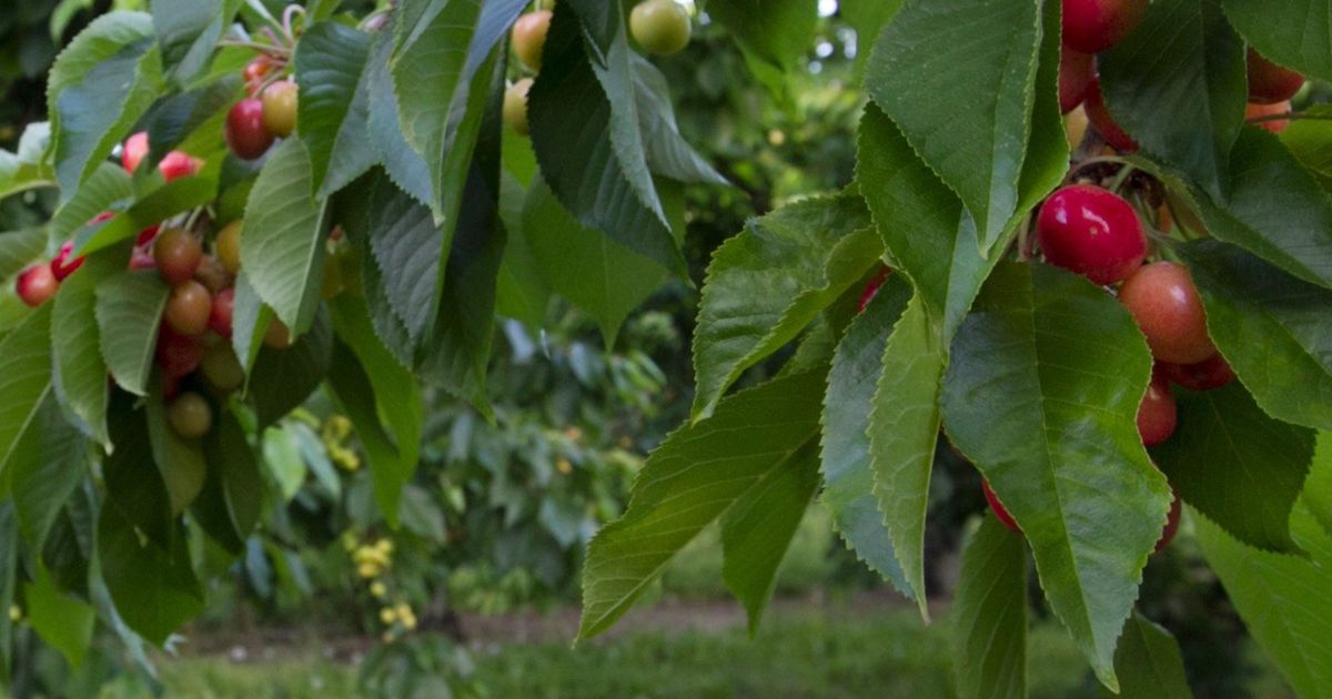 Extreme heat takes out portion of Northwest cherry crop | The Seattle Times