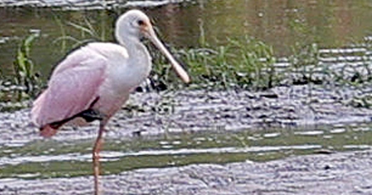 Rare pink water bird lands in Michigan, delighting public | The Seattle ...