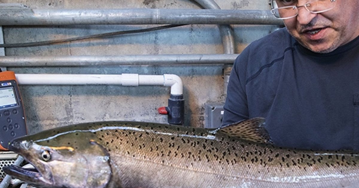 Come together to save Puget Sound and Snake River salmon | The Seattle ...