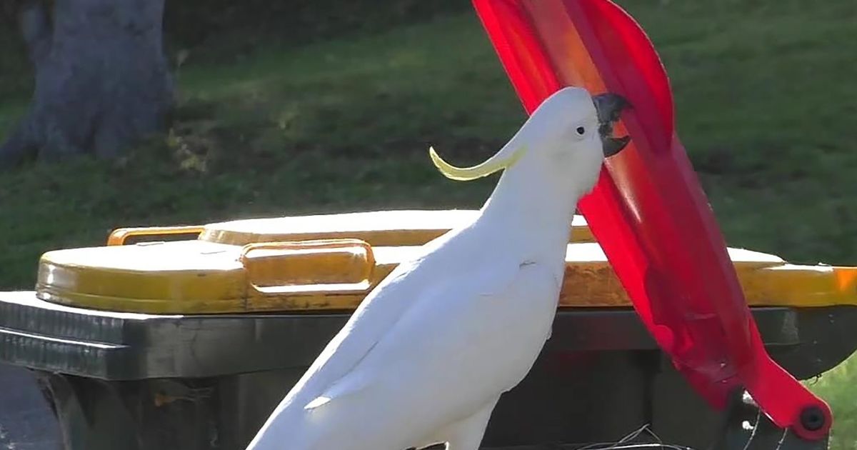 Crafty cockatoos master dumpster diving and teach each other | The ...