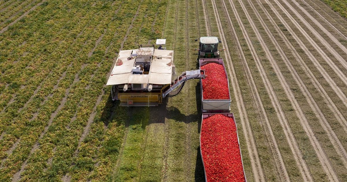 Get ready to pay more for tomatoes, as California growers reel from ...